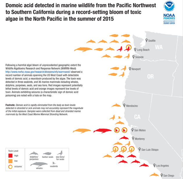 Here’s What You Need to Know About the West Coast’s Toxic Crabs ...