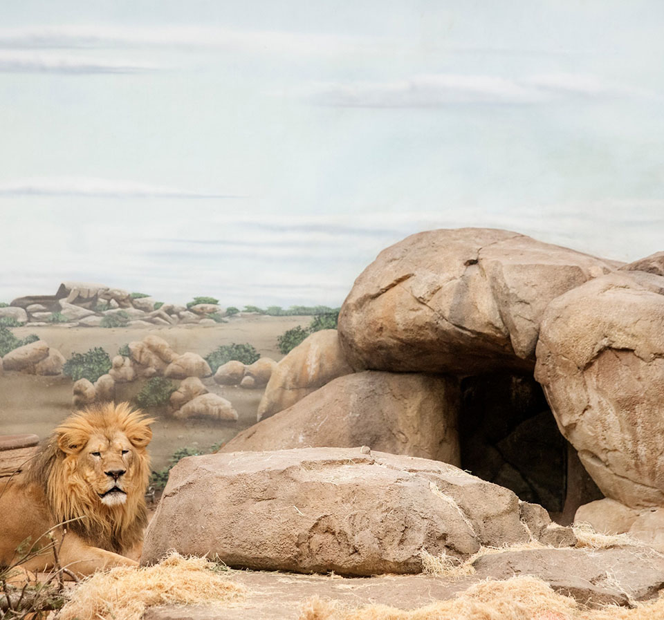 These Photos Capture the Bleak Beauty of Wildlife in Captivity – Mother ...