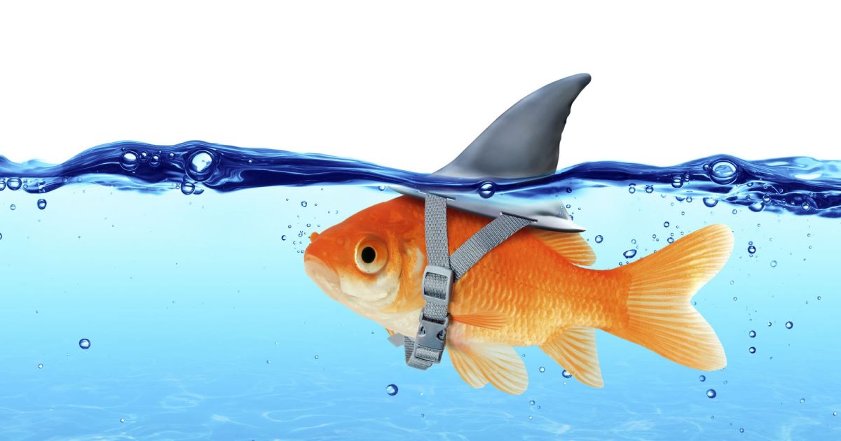 20 Percent of Seafood Is Mislabeled – Mother Jones