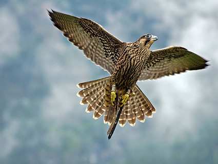 5 Climate Hawks Who Won on Tuesday – Mother Jones