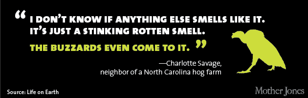 8 Disgusting Facts About Hog Poop – Mother Jones