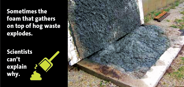 8 Disgusting Facts About Hog Poop – Mother Jones