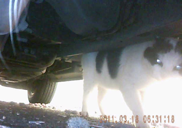 Kitty Cams Reveal Shocking Truth – Mother Jones