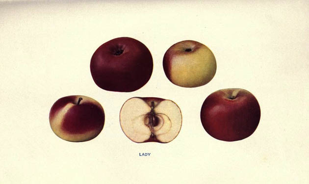 Awesome Vintage Apple Art: 9 Fruits You Won’t Find at Your Supermarket ...