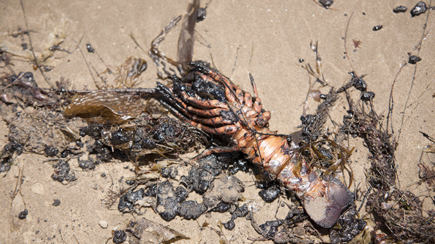 These Photos of Sea Creatures Soaked by Oil in California Will Break ...