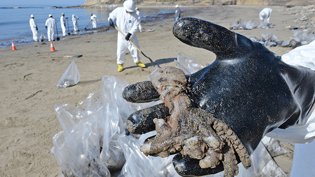 These Photos of Sea Creatures Soaked by Oil in California Will Break ...