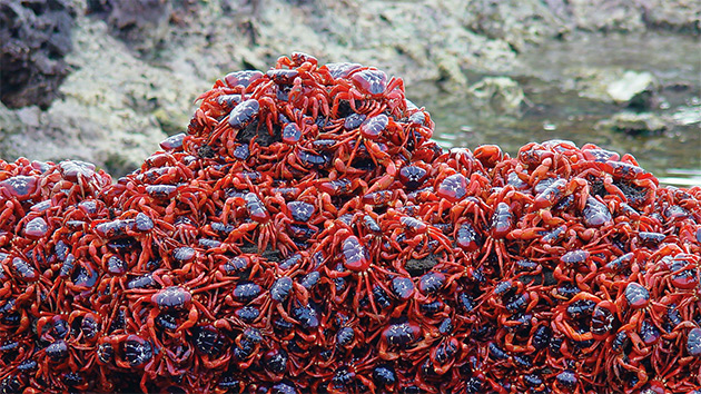 A Tiny Island. Millions of Crabs. Terrifyingly Awesome Photos. – Mother ...