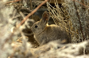 Cute Endangered Animal: Pygmy Rabbit – Mother Jones