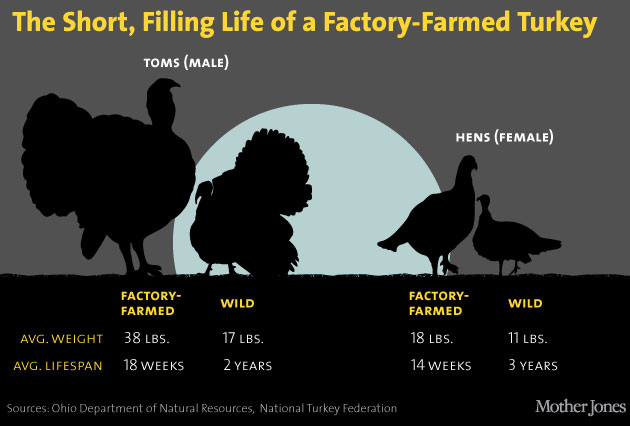 Your Thanksgiving Turkey in 6 Eye-Popping Charts – Mother Jones