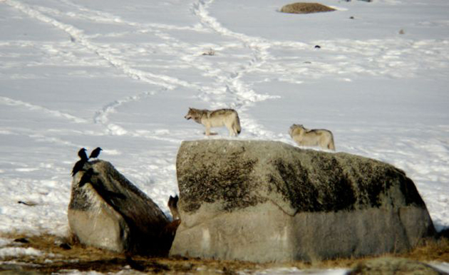 10 Reasons We Need Wolves – Mother Jones